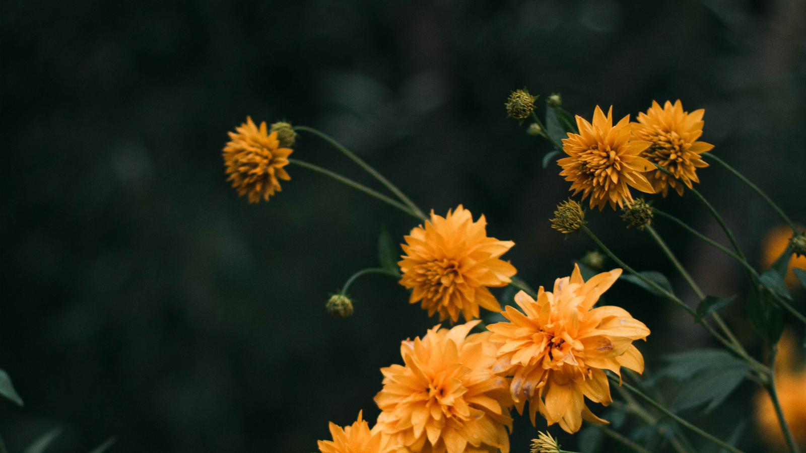 Our Work - Fischer Design is a landscape architecture design firm